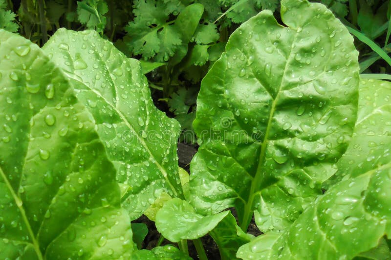 Fodder Beets Grow in Organic Soil and are Used for Fattening . Stock ...