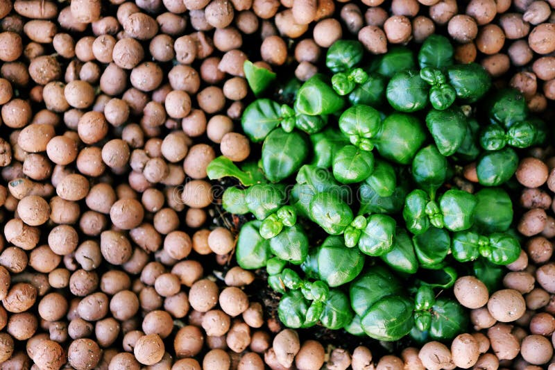 Succulent , Indoor Plant , Bubble Plant in the Terrarium. Stock Photo ...