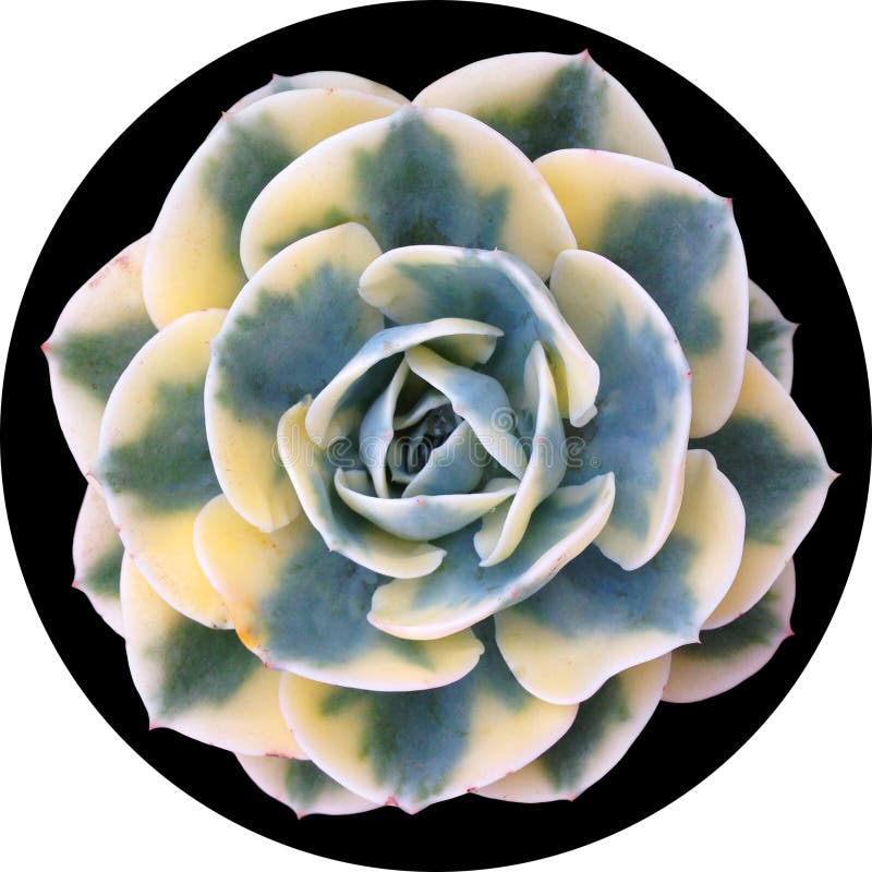 Plant Reference Stock Illustrations – 247 Plant Reference Stock ...