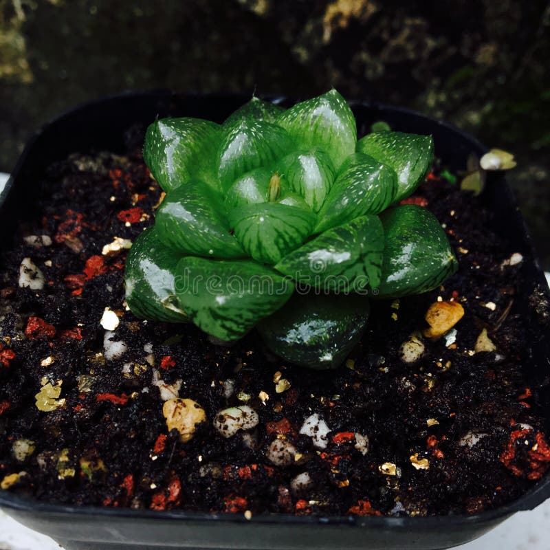 Succulent jade dew stock photo. Image of lead, collect - 136219490