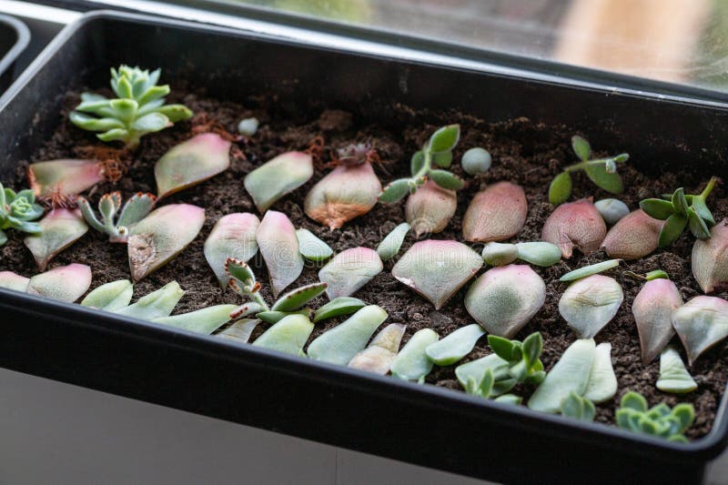 Succulent Leaf Propagation with Roots and Small New Plants. Stock Photo ...