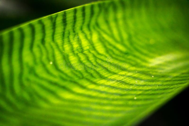 Green Tiger Pattern Leaf. stock photo. Image of green - 101715042