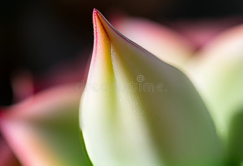Succulent Leaf Tip Close Up of the Pointed Tip of a Succulent Le Stock ...