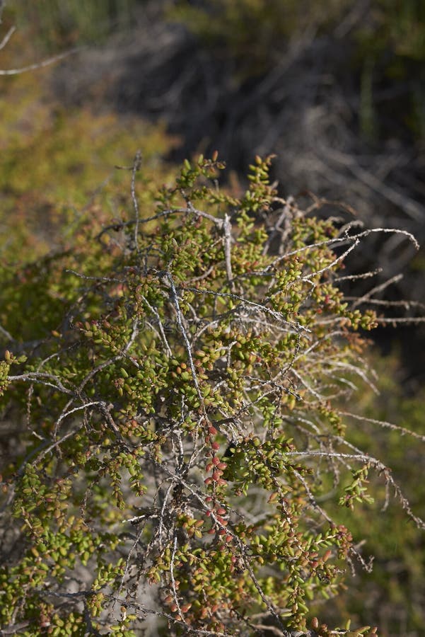Suaeda vera shrub stock photo. Image of orange, leaves - 166316354