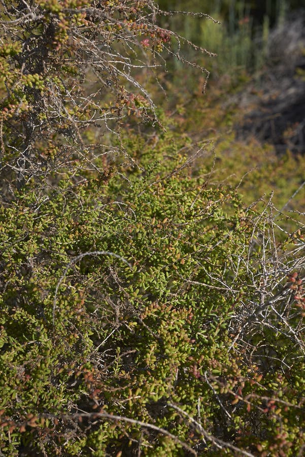 Suaeda vera shrub stock image. Image of outdoor, botanical - 166316543