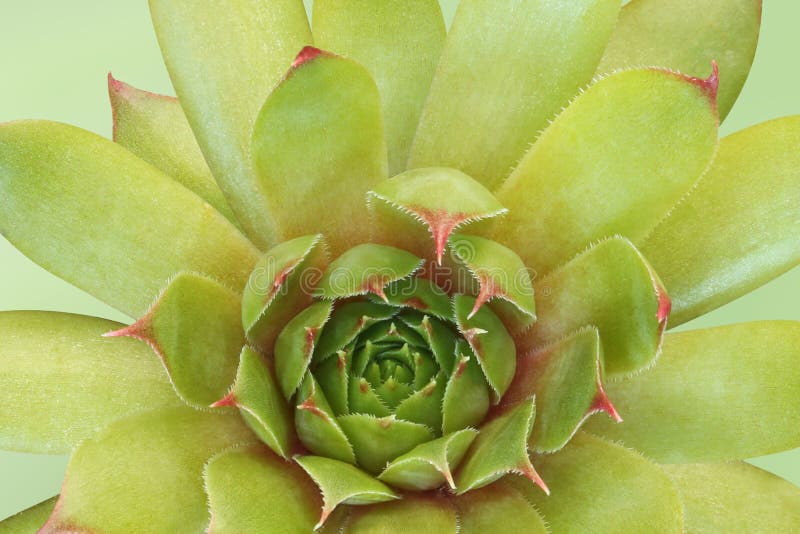 Succulent Macro - Succulent Background Stock Photo - Image of ...