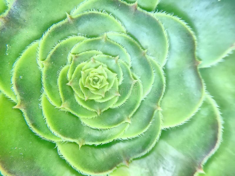 Succulent macro stock photo. Image of macro, plant, green - 71439910