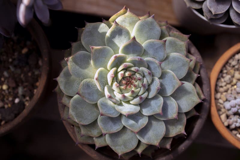 Succulent Macro Photo. Deep Green Natural Plant Stock Image - Image of ...