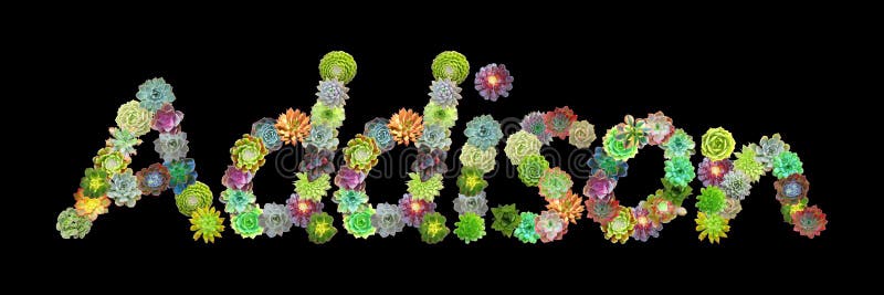 Addison Flower Stock Illustrations – 75 Addison Flower Stock ...