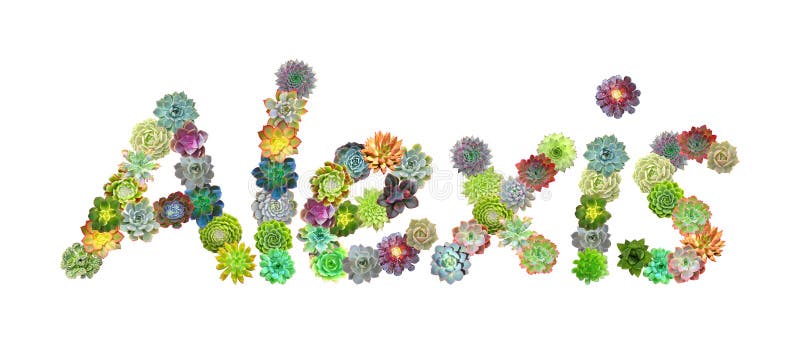 Succulent Name Alexis stock illustration. Illustration of custom - 85444032