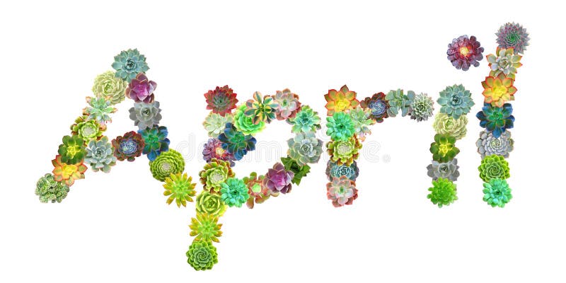 Succulent Name April stock illustration. Illustration of baby - 85444071