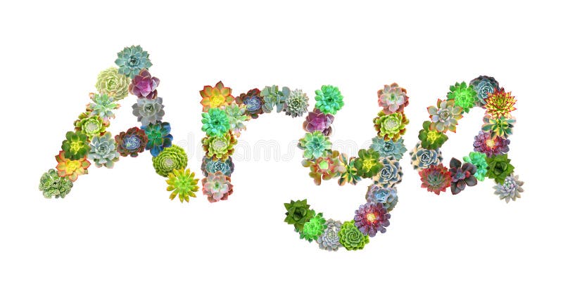Succulent Name Arya stock illustration. Illustration of green - 85443994