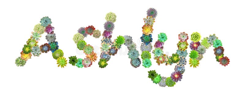 Succulent Name Ashlyn stock illustration. Illustration of color - 85444076