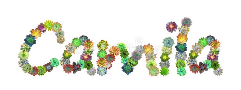 Camila Name Text Word with Love Heart Hand Written for Logo Typography ...