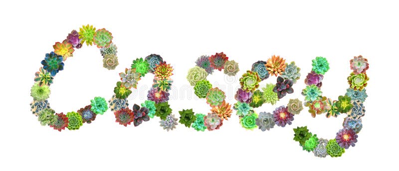 Succulent Name Casey stock illustration. Illustration of custom - 85444519