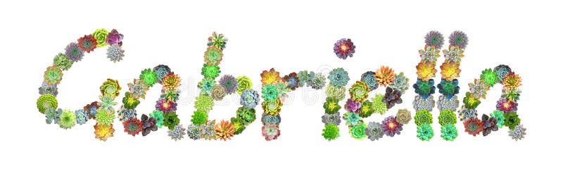 Succulent Name Gabriella stock illustration. Illustration of alphabet ...