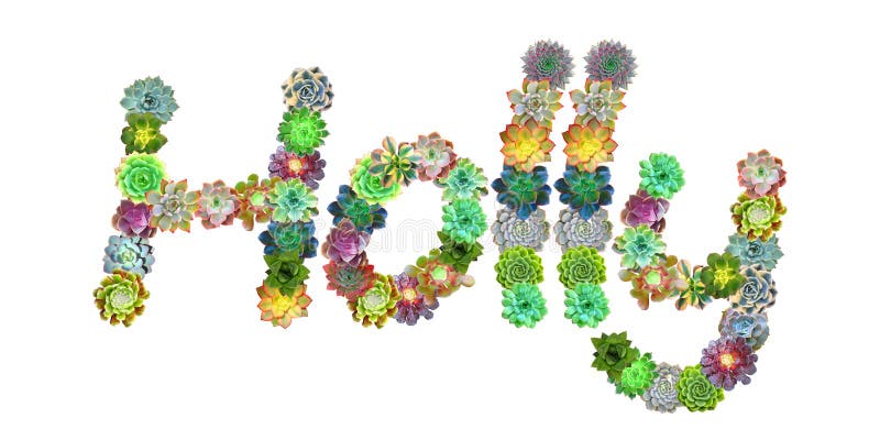 Succulent Name Holly stock illustration. Illustration of banner - 85444808