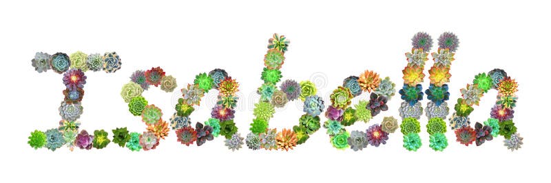 Succulent Name Isabella stock illustration. Illustration of bloom ...
