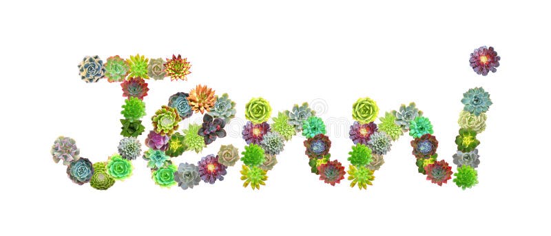 Succulent Name Jenni stock illustration. Illustration of cactus - 85444896