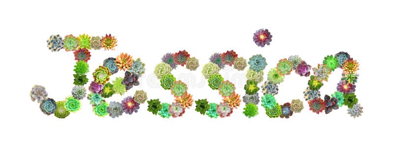 Succulent Name Jessica stock illustration. Illustration of flora - 85444944