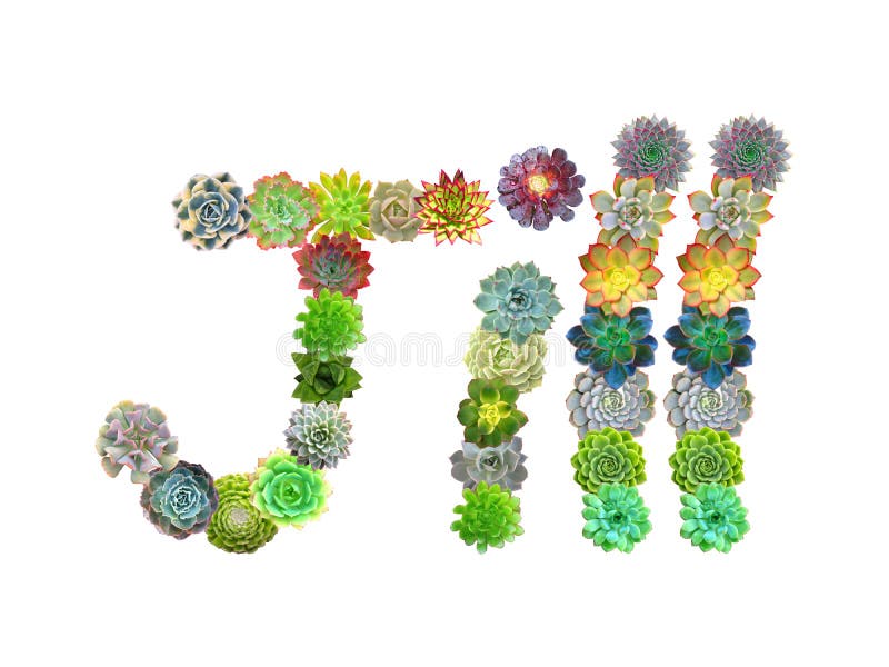 Succulent Name Jill stock illustration. Illustration of alex - 85444947