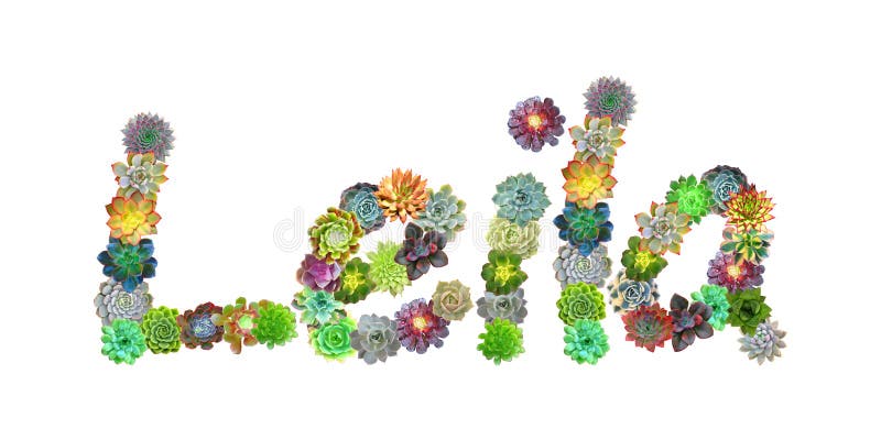 Succulent Name Leila stock illustration. Illustration of girl - 85445372