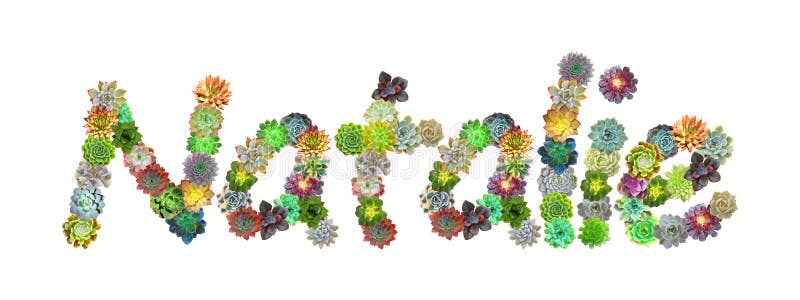Succulent Name Natalie stock illustration. Illustration of avery - 85445570