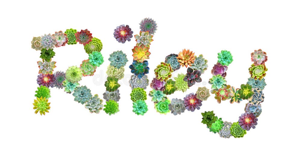 Succulent Name Riley stock illustration. Illustration of customize ...