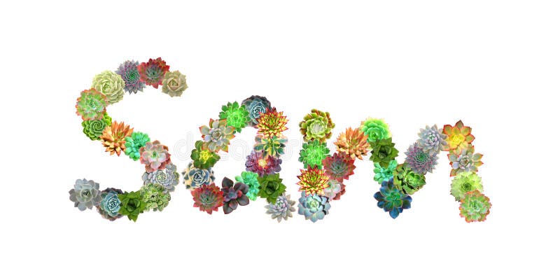 Succulent Name Sam stock illustration. Illustration of cactus - 85445908