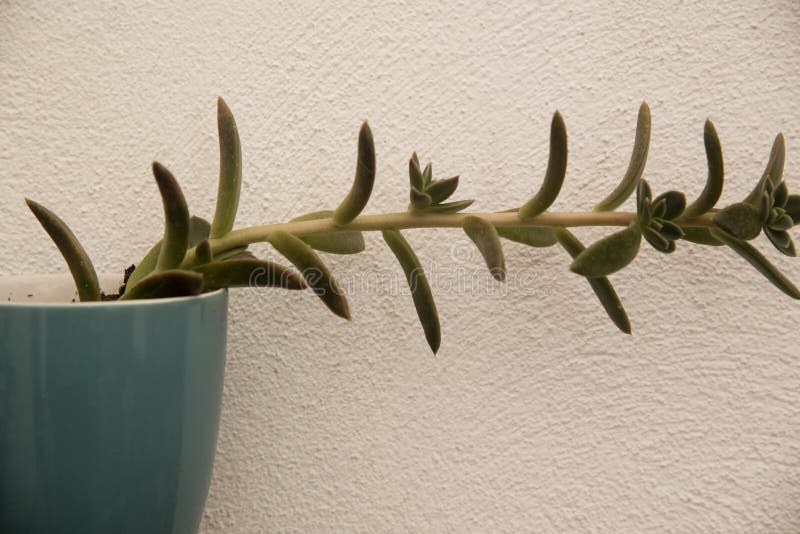 Succulent with Original Horizontal Shape in a Pot Stock Image - Image ...