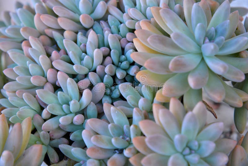 Succulent fat plant stock image. Image of mexico, grow - 84736573