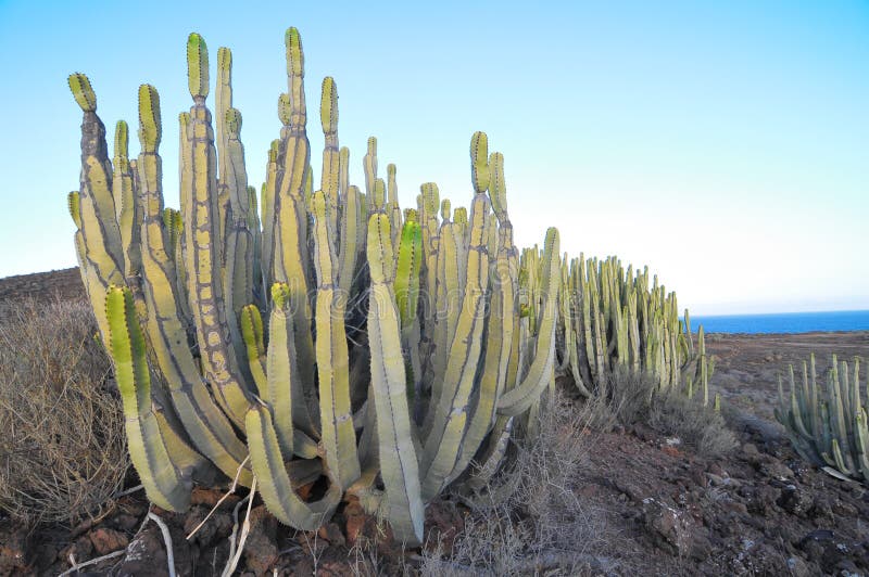 Succulent Plant Cactus on the Dry Stock Photo - Image of cacti, pipe ...