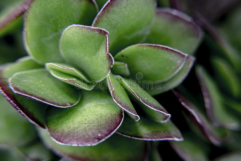 Succulent Plant Close-up Texture Photo. Stock Photo - Image of desert ...
