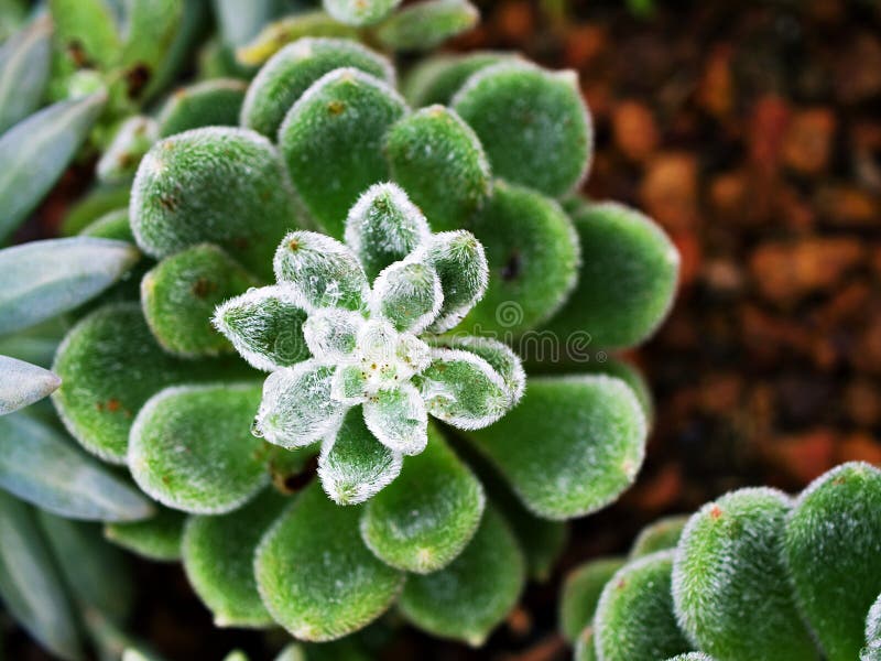 Succulent Plant Echeveria Setosa Stock Photo - Image of botanic ...