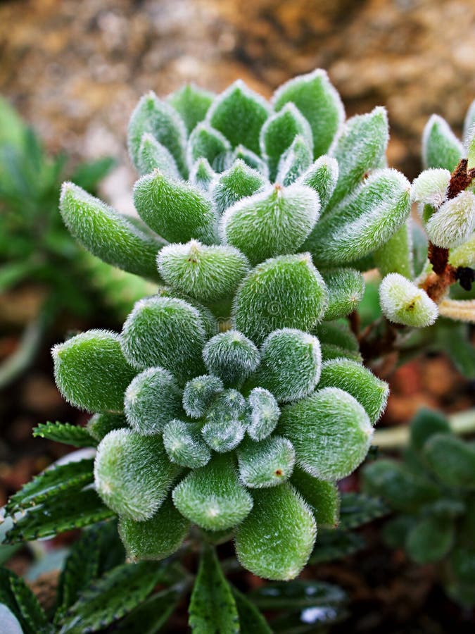 Succulent Plant Echeveria Setosa Mexican Firecracker Stock Photo ...
