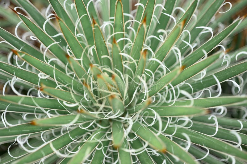 Succulent Plant, Leaf Pattern, Decorative Plant Stock Photo - Image of ...