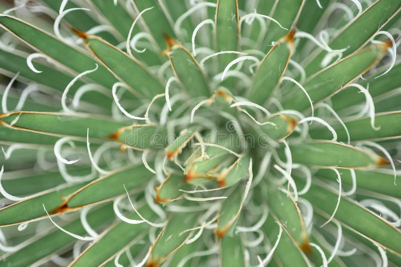 Agave Plant, Leaf Pattern, Decorative Plant Stock Image - Image of ...