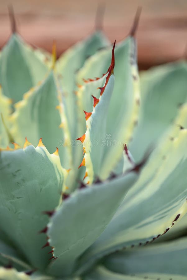 Agave Plant, Leaf Pattern with Spike, Decorative Plant Stock Image ...