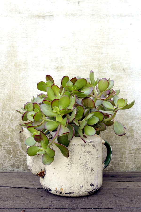 Succulent Plant Old Kettle Stock Photos - Free & Royalty-Free Stock ...