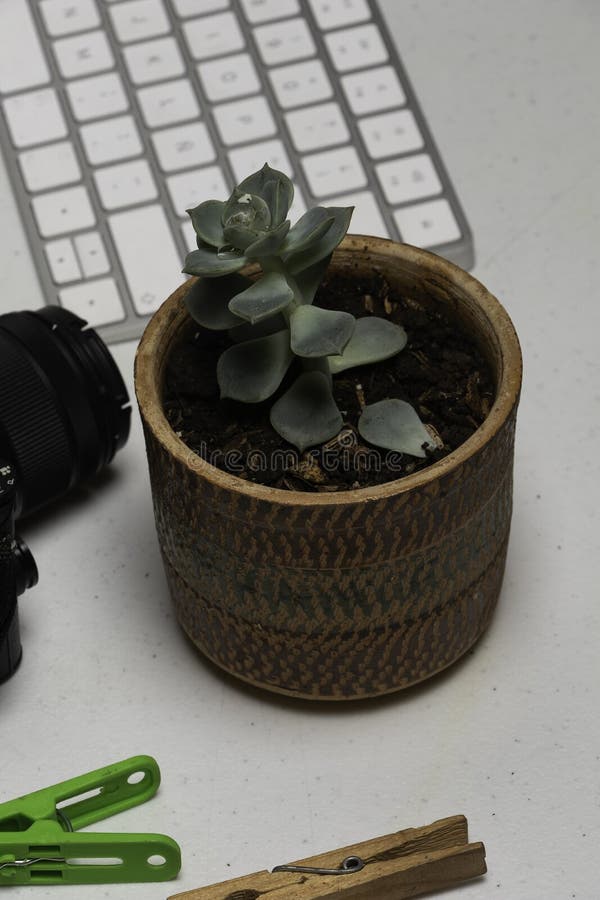 Succulent Plant in Photographers Desk Stock Photo - Image of black ...