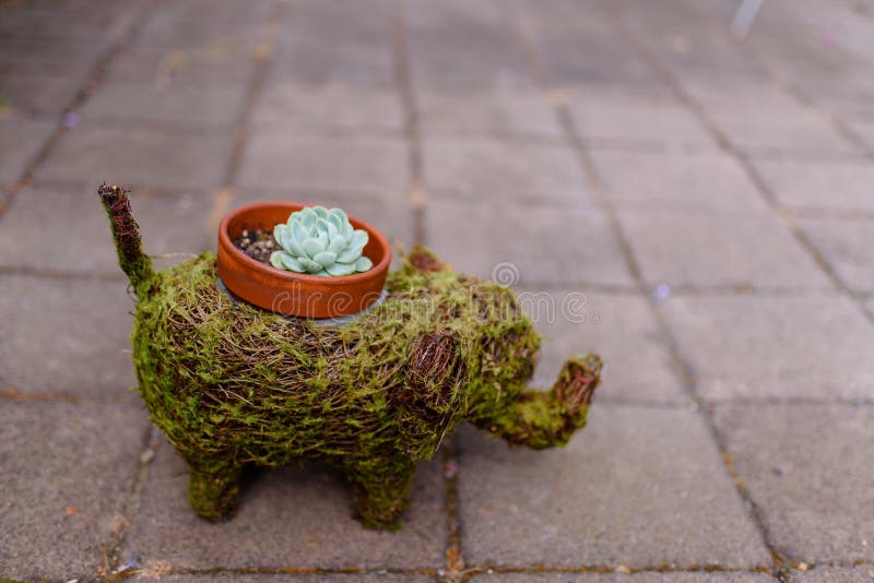Succulent Plant and Pot in the Form of Green an Elephant Stock Image ...