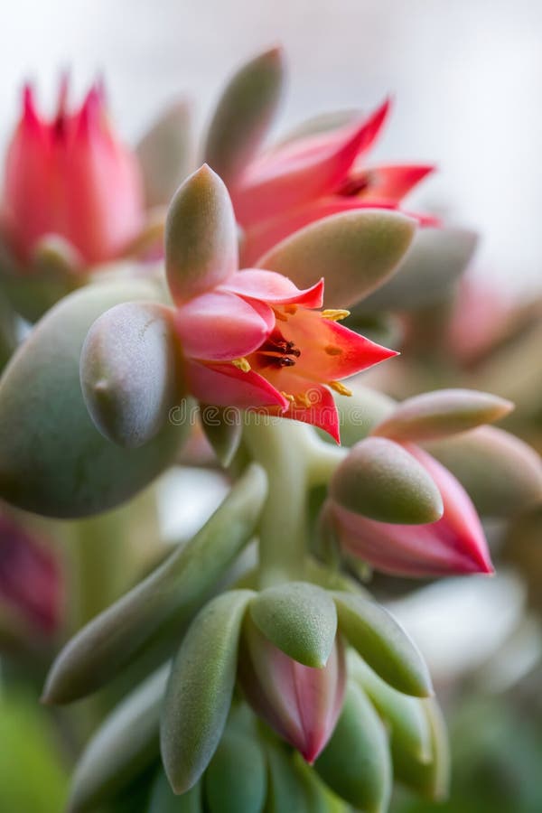 A Succulent Plant with Red Flowers Stock Image - Image of beautiful ...