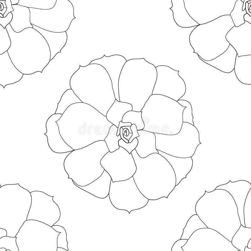 Succulent Plant Seamless Pattern on White Background. Vector ...