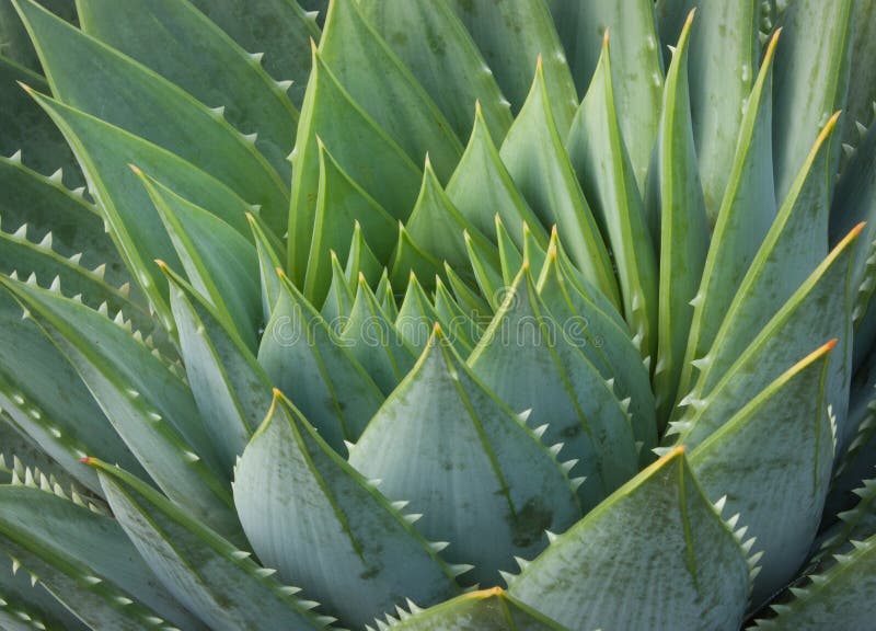 Spiky Succulent plants stock photo. Image of napier, waves - 91222948