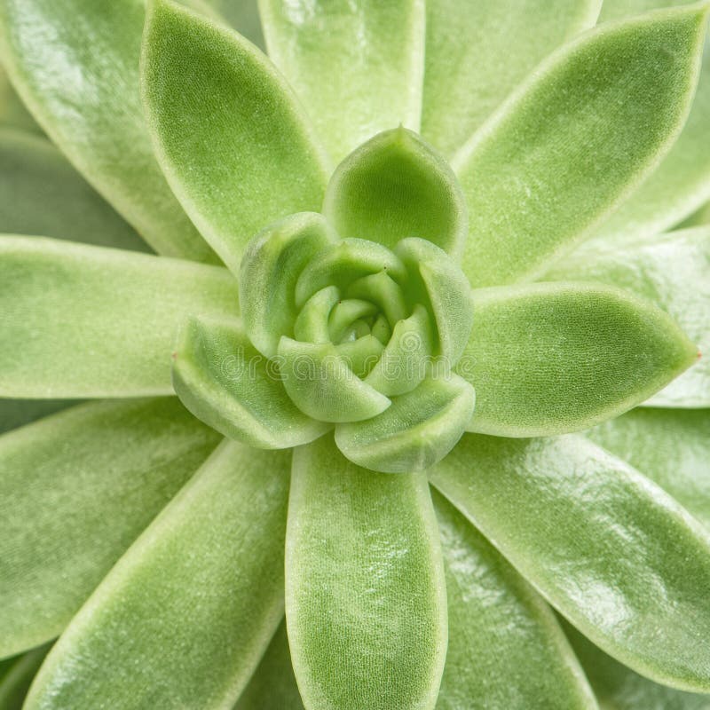 Succulent Plant Top View Square Stock Photo - Image of view, decoration ...