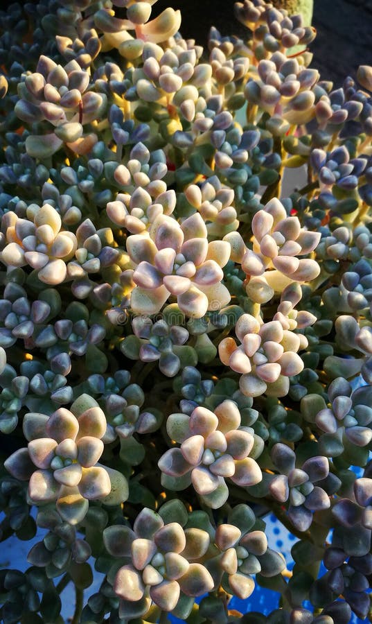 Succulent Plants Large Group Stock Image - Image of flowerpot, health ...