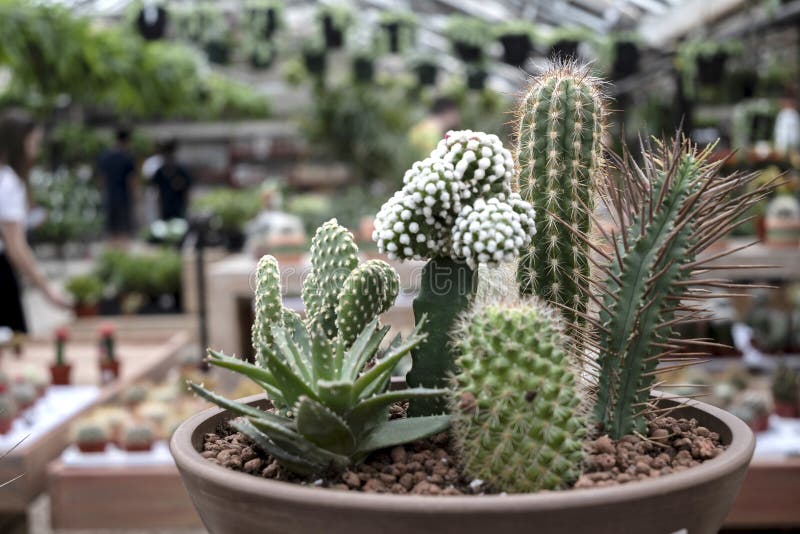 Succulent plants stock photo. Image of cacti, fresh - 276045268