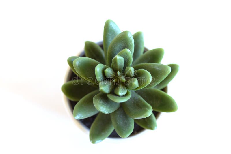 Succulent Plants in Ceramic Pots on the Counter Top View Stock Photo ...