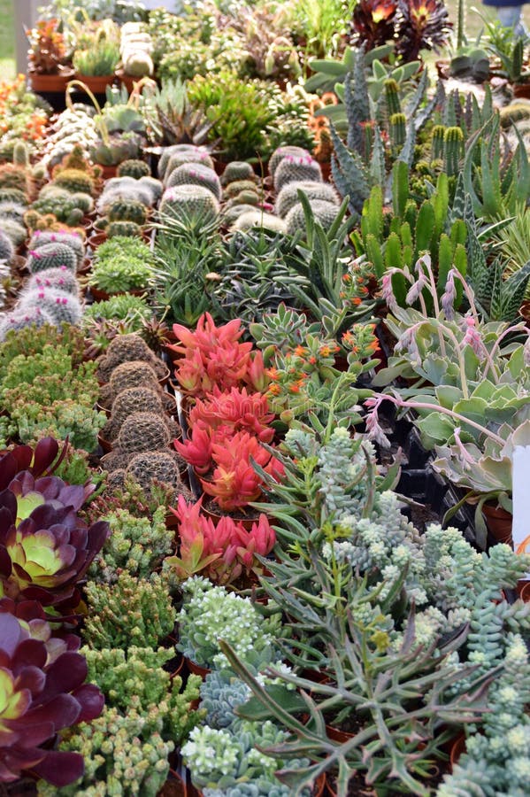 Succulent plants stock image. Image of detail, spring - 88720159