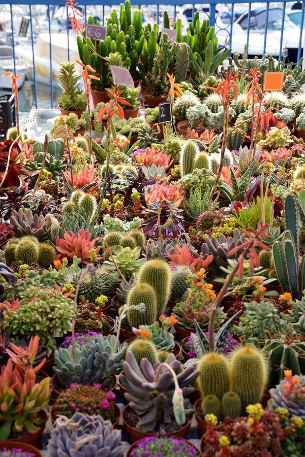 Succulent plants stock photo. Image of colors, spring - 88720198